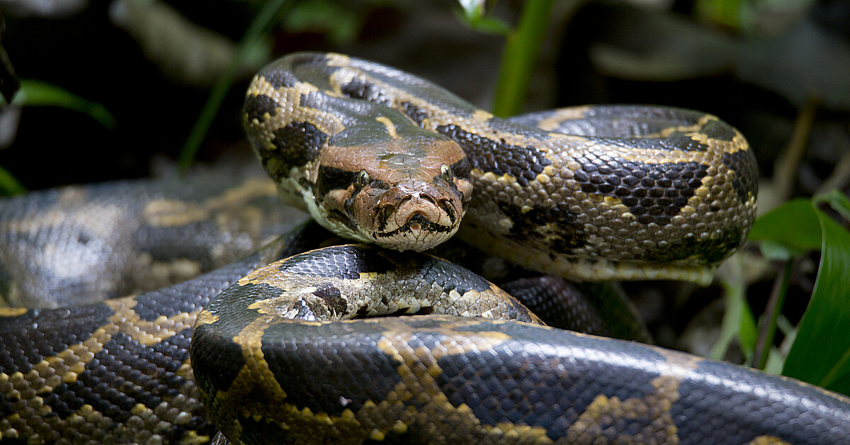Longest Burmese python ever recorded captured near Naples, Florida | ADN América